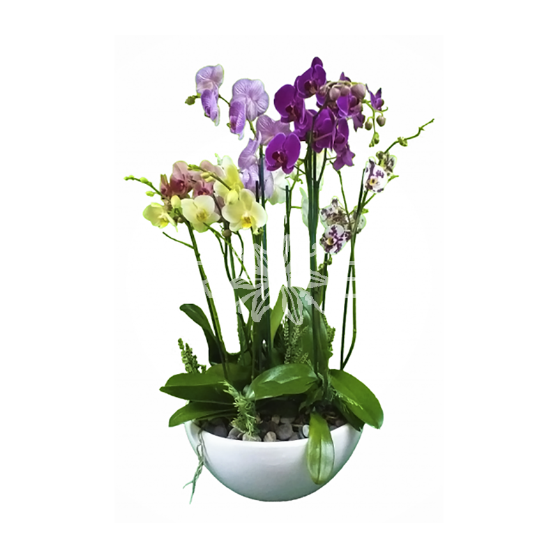 Mundo de Orquídeas de Colores - De Flor en Flor